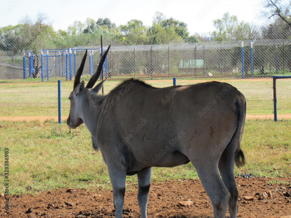 visiting an animal farm in south africa, face to face with an animal of ...