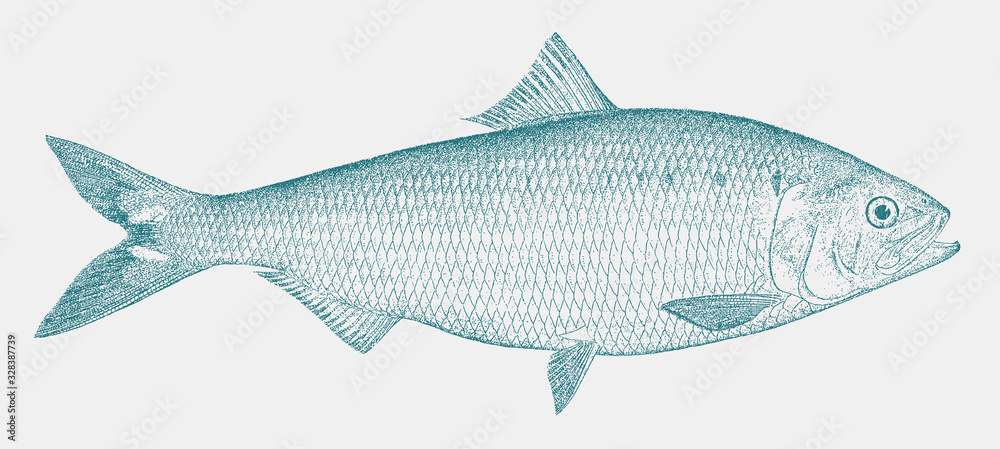 Alosa Sapidissima