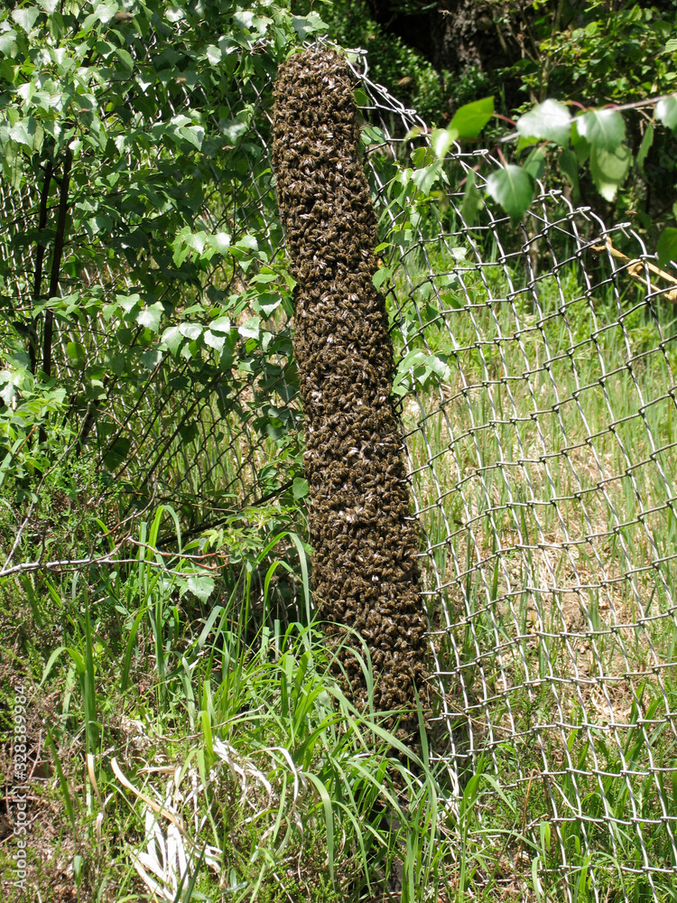 Swarm, swarm of bees, swarm catch, honeybee, Apis mellifera, Thuringia ...