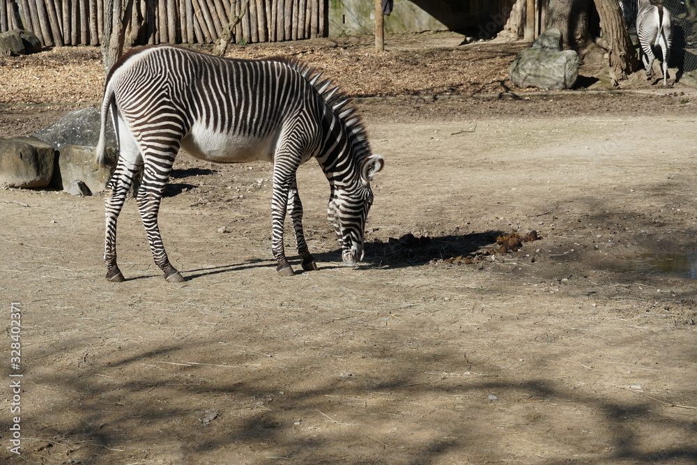 The Grevy's zebra, Equus grevyi, also known as the imperial zebra ...