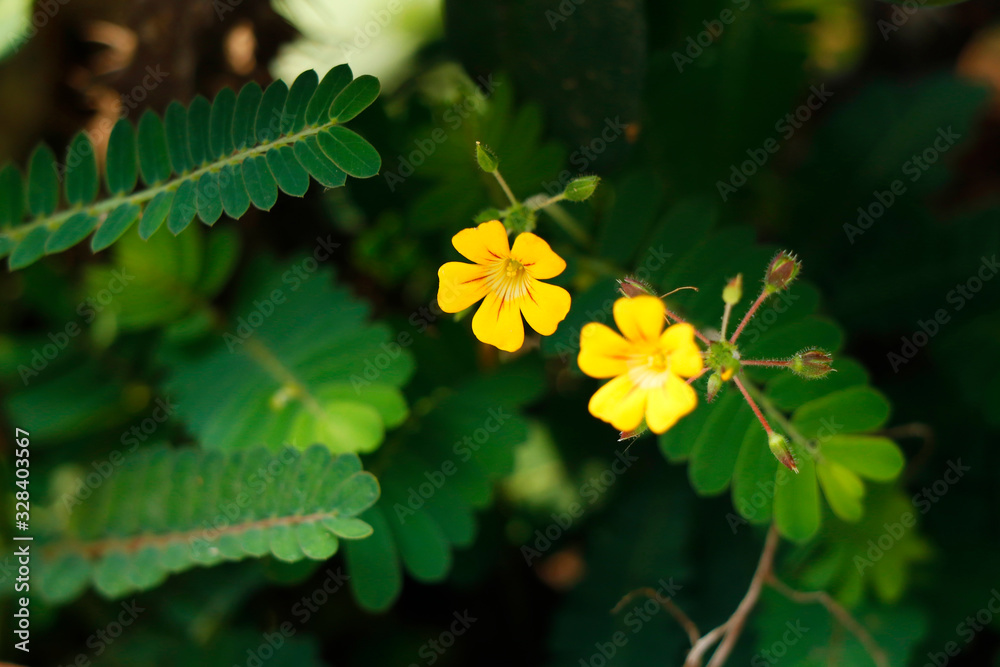 Biophytum sensitivum, also known as little tree plant, is a species of ...