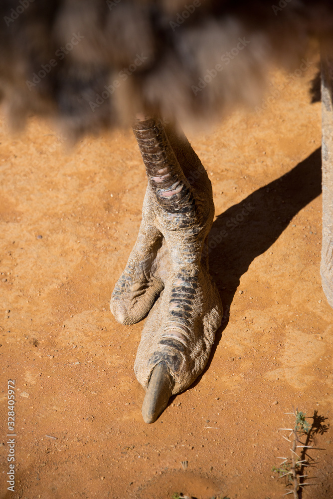 two-toed foot of common ostrich (struthio camelus) Stock Photo | Adobe ...