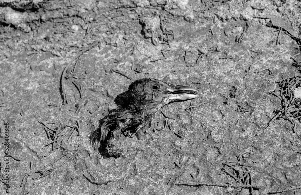 Dead Bird Head into a cemetery used for witchery, santería or black ...