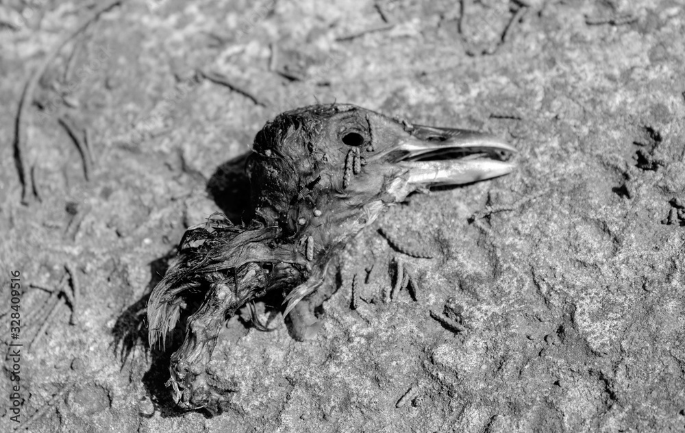 Dead Bird Head into a cemetery used for witchery, santería or black ...