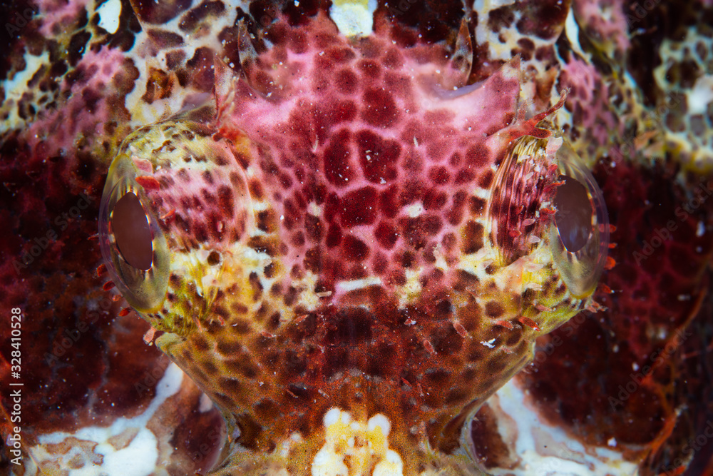 Detail of the eyes of a Tasseled scorpionfish, Scorpaeanopsis ...