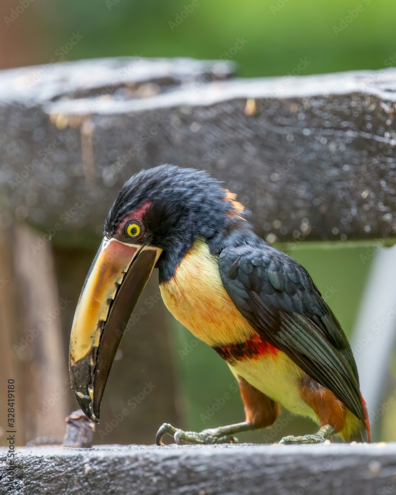 Collared aracari - 7891 Stock Photo | Adobe Stock