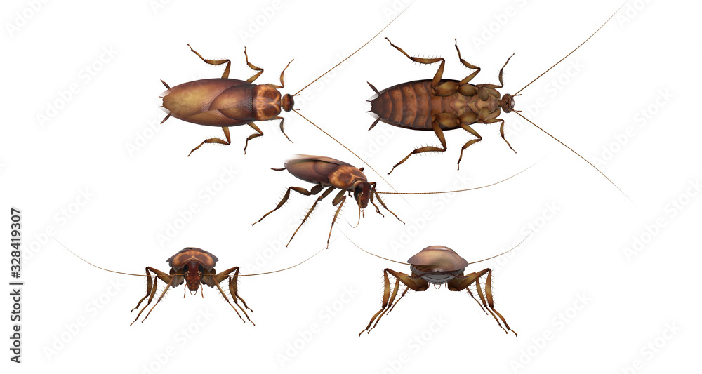 Common asian cockroach white background multiple poses 3d rendering ...