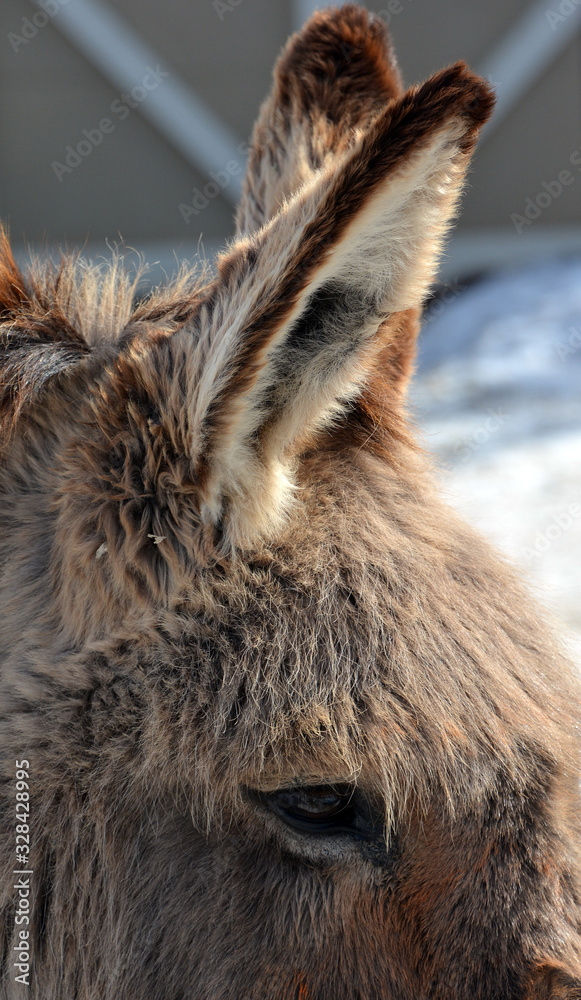 The donkey or ass (Equus africanus asinus) is a domesticated member of ...