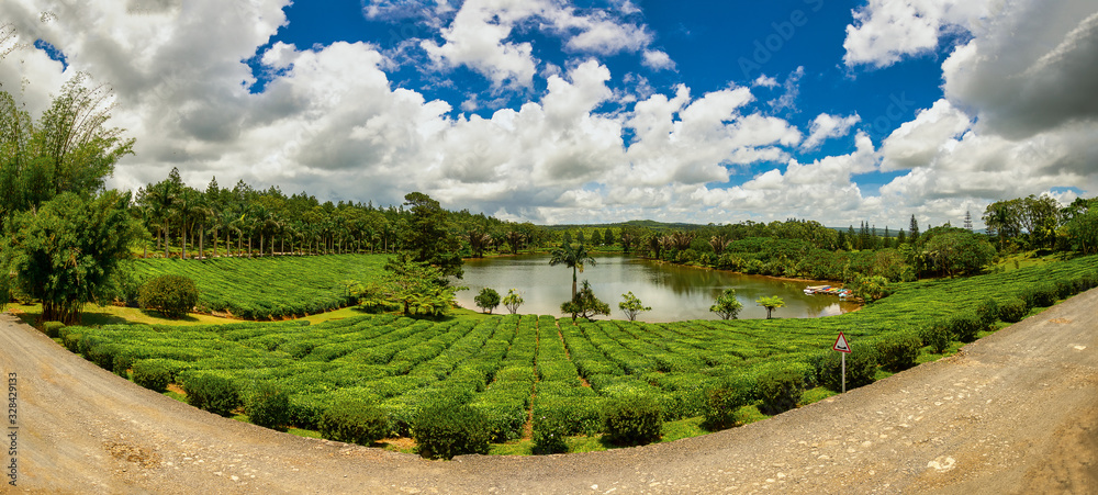 Mauritius, Bois Cheri, a panoramic photo of the famous tea plantation ...