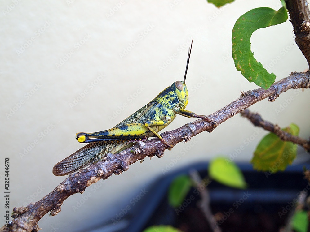 Large locust sits on a branch next to an almost eaten leaf of tree at ...