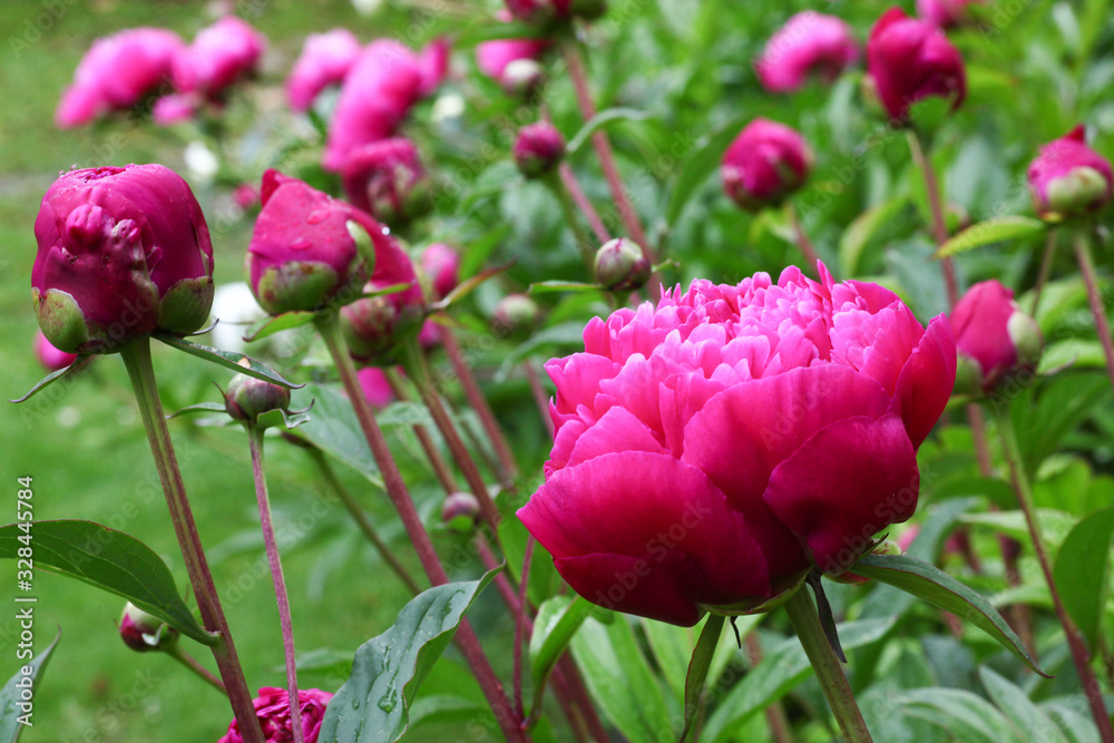 Pink Pfingstrosen Päonien blühen im Garten und zeigen ihre großen ...