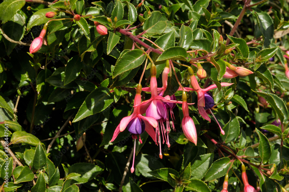 Fuchsia de Magellan, Ti zanneau (Fuchsia magellanica) dans un jardin de ...