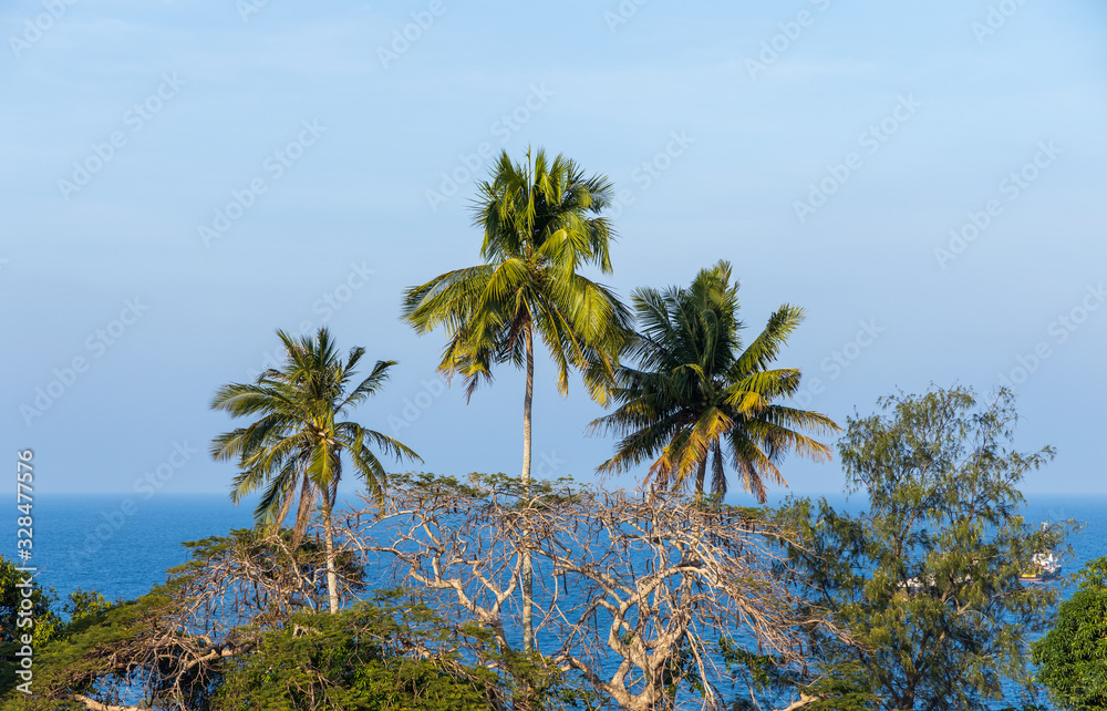 Palm trees with the ocean behind them seen from the famous Cellular ...