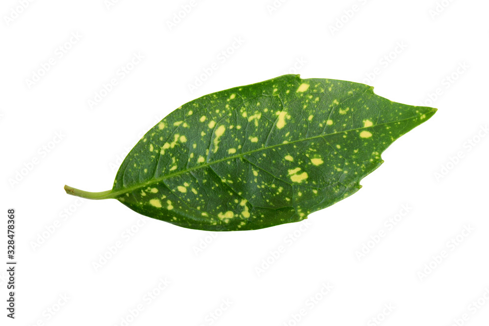 Beautiful of Codiaeum Variegatum ''Gold Sun'' or gold spotted croton ...