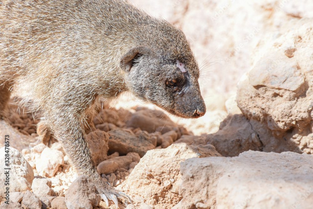 The Egyptian mongoose (Herpestes ichneumon), also known as ichneumon ...