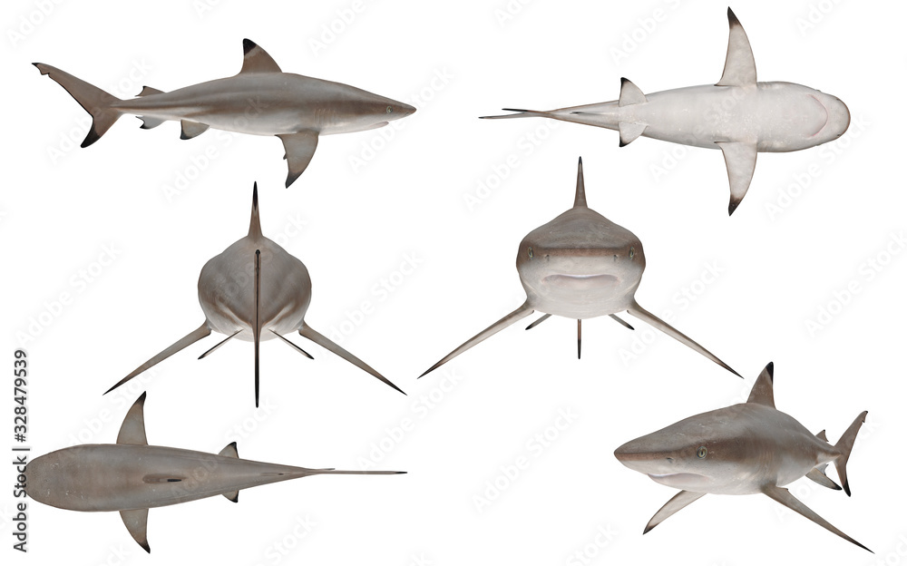 Multiple angle views of reef shark with 6 different view isolated white ...