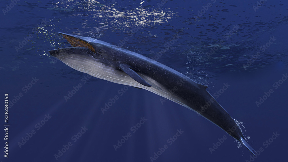 Blue whale underwater close to the sea surface chasing school of fish ...