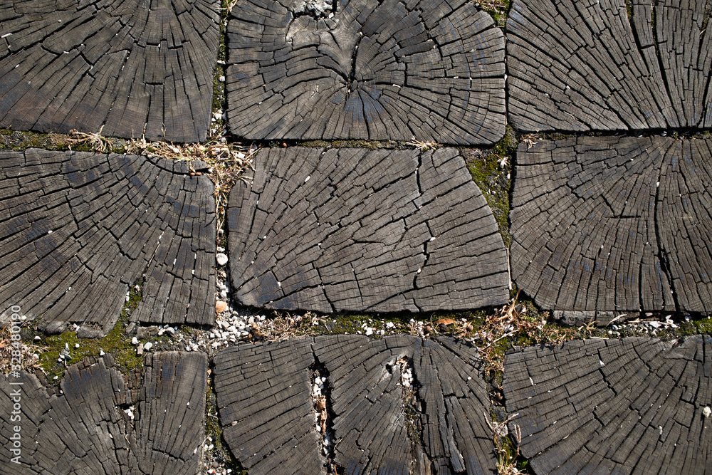 Detailed section of a tree trunk, cut in the transverse direction ...
