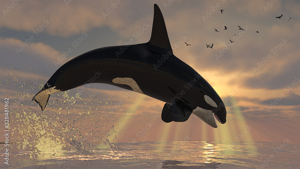 Killer whale orca jumped out of sea at sunrise side view 3d rendering ...