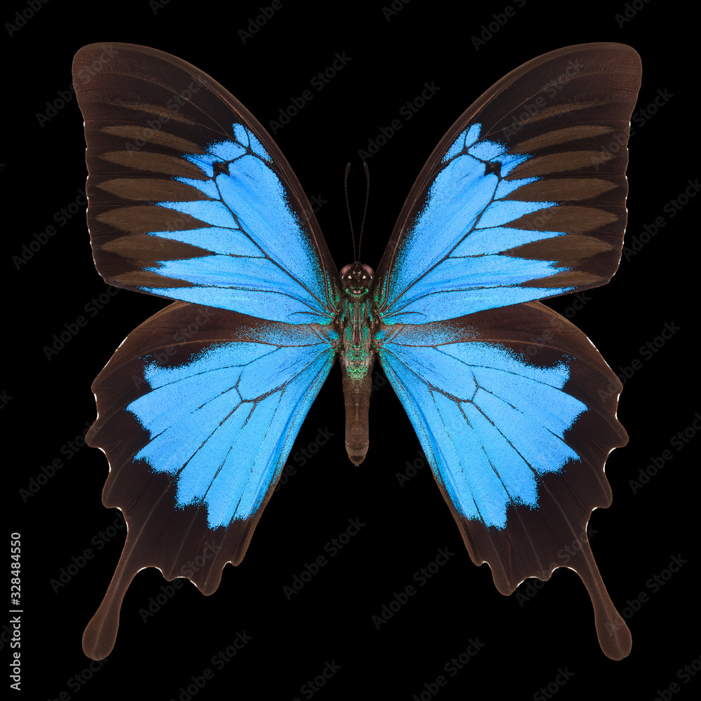 Blue emperor butterfly isolated on a black background Stock Photo ...