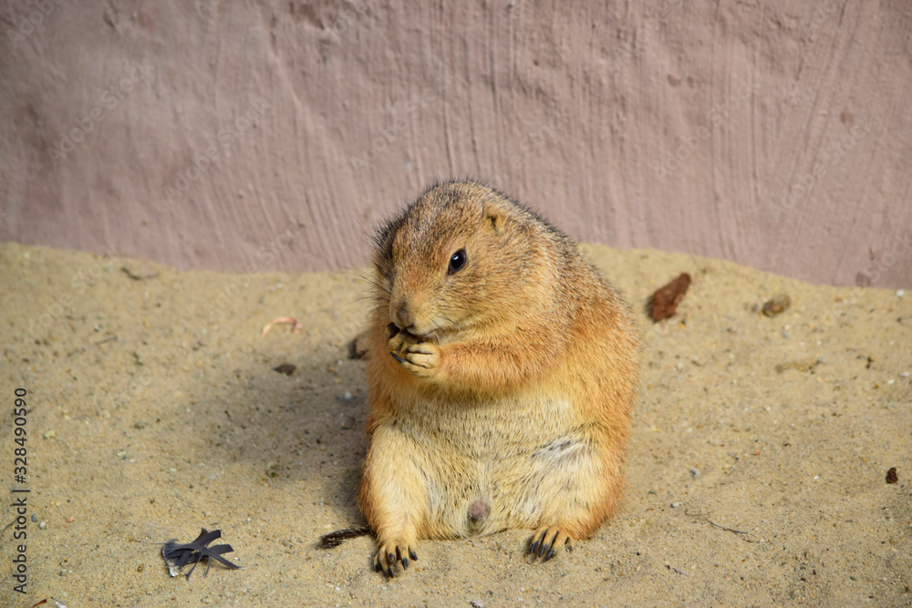 Small common dwarf mongoose sitting on the ground in public park at ...