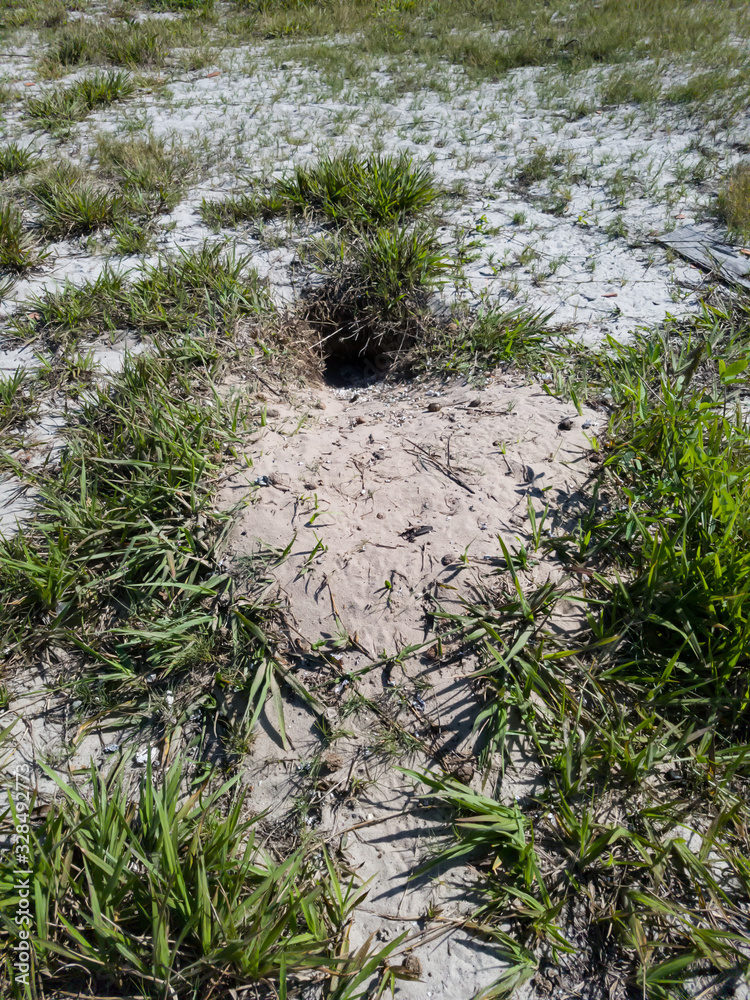 Burrow, nest of burrowing owl with styrofoam, located in recovering ...