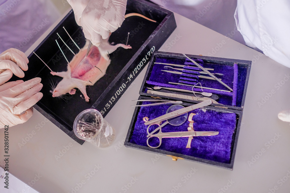 Malaysia - March 2, 2020: Surgeon perform vascular anastomosis on the ...