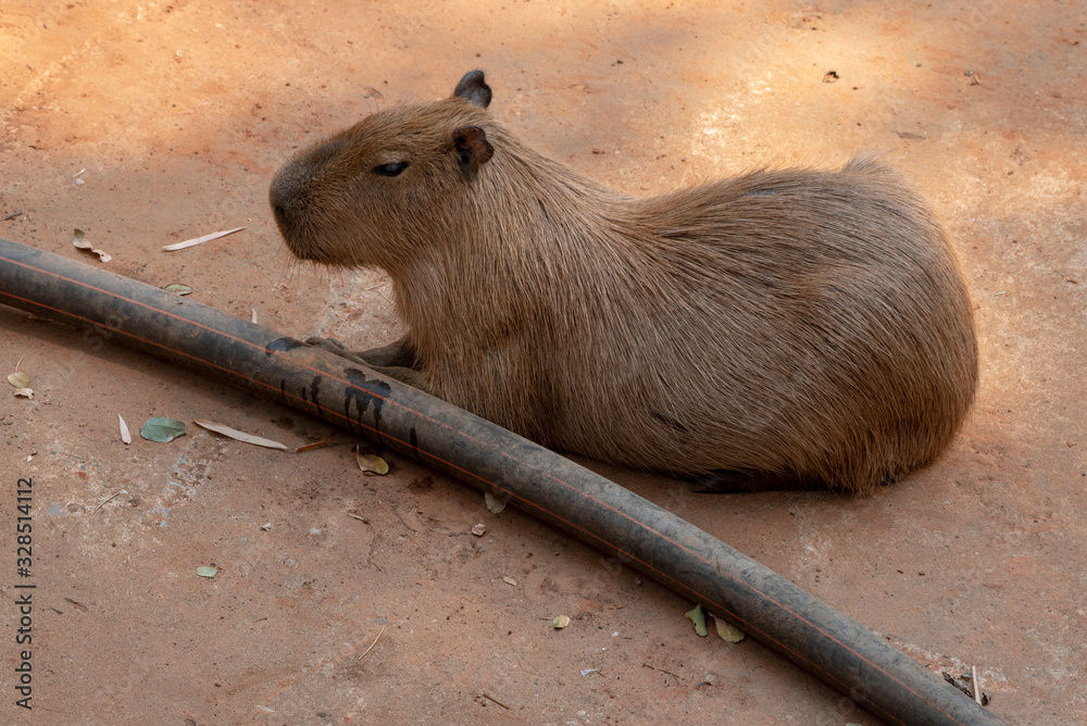 Capipara is the largest rat in the world,Kapipara is the largest rat in ...