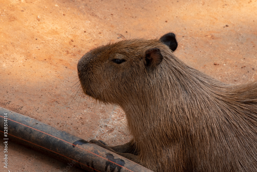 Foto de Capipara is the largest rat in the world,Kapipara is the ...