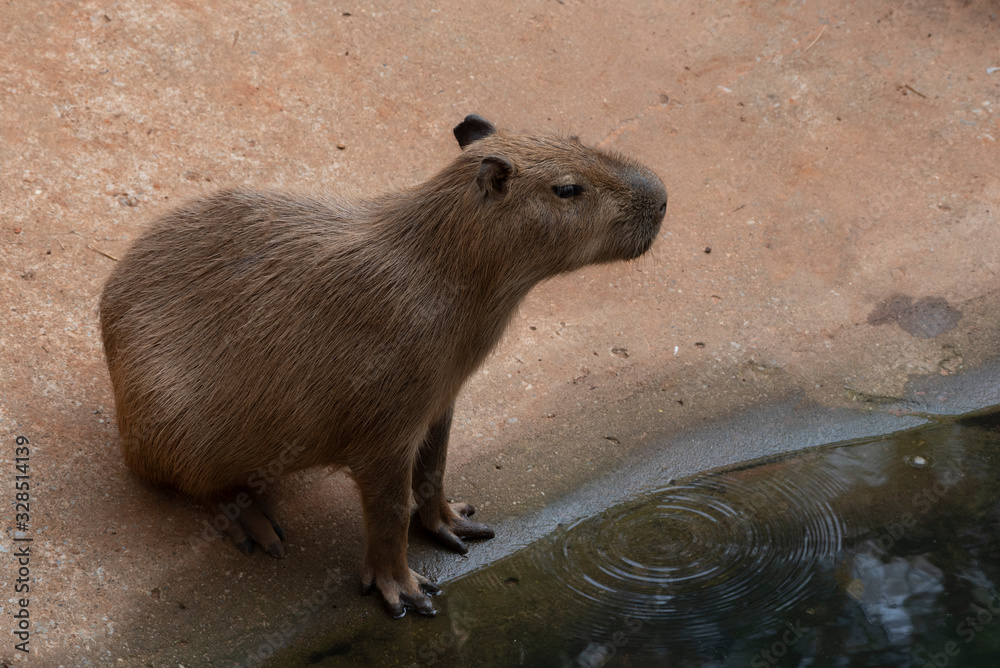 Capipara is the largest rat in the world,Kapipara is the largest rat in ...