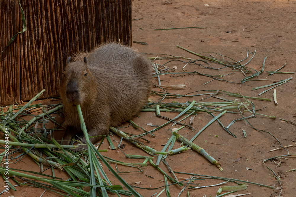 Capipara is the largest rat in the world,Kapipara is the largest rat in ...