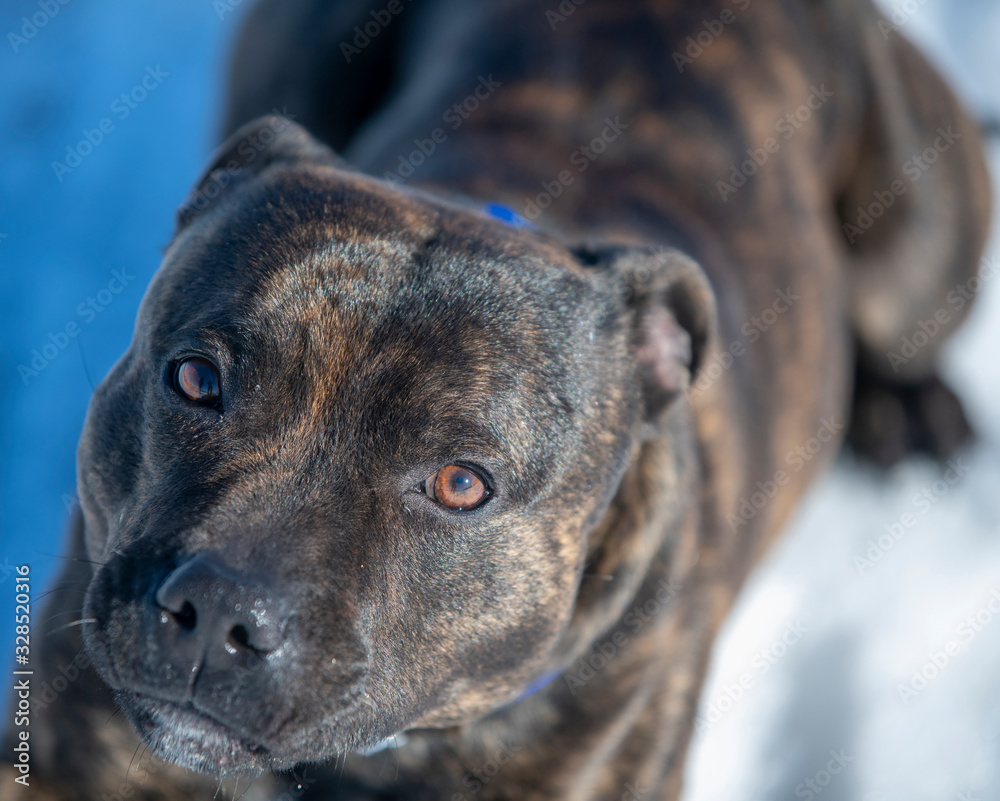 Dog staffordshire bull terrier lies in the snow and looks in the eye ...