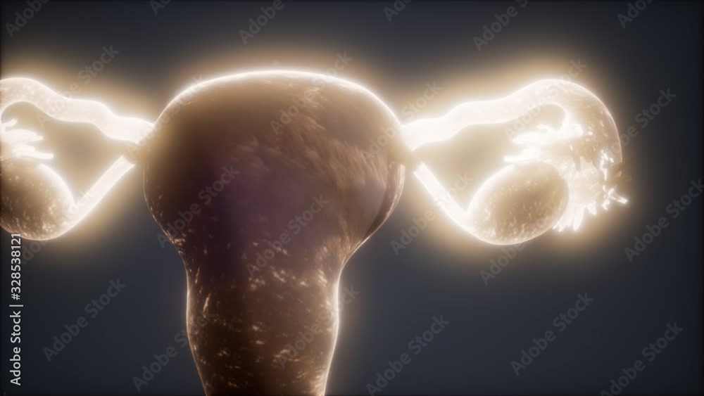 Female Reproductive System Anatomy animation Stock Video | Adobe Stock