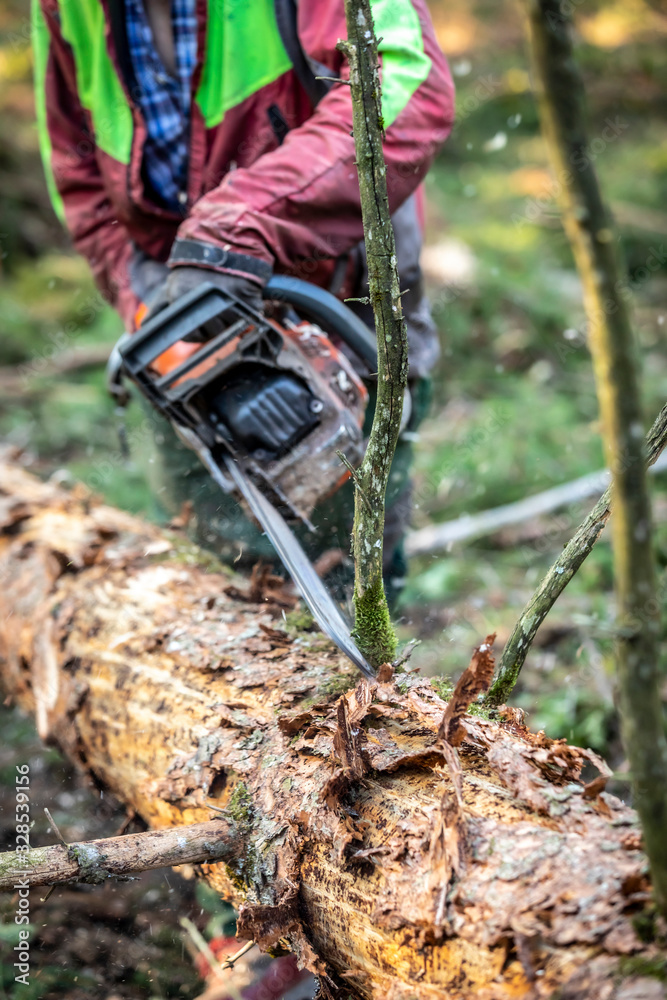 lumberjack cutting tree, bark beetle infestation Stock Photo | Adobe Stock
