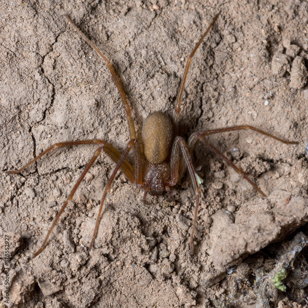 The Mediterranean recluse spider (Loxosceles rufescens) Stock Photo ...