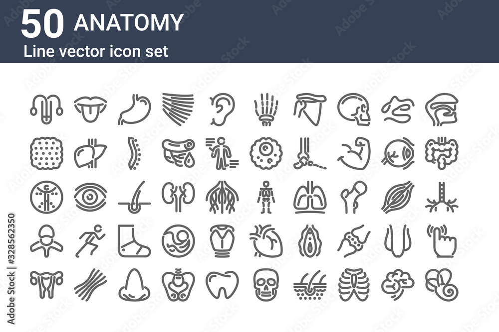 set of 50 anatomy icons. outline thin line icons such as vestibular ...
