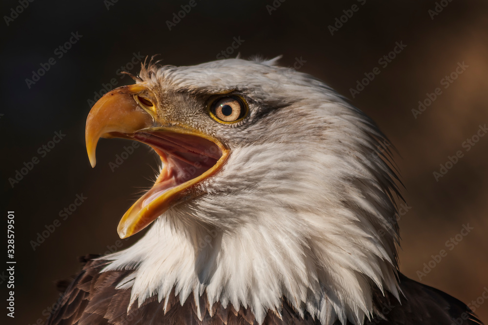 Bald eagle with open beak from side view and has open eye. Photo on ...