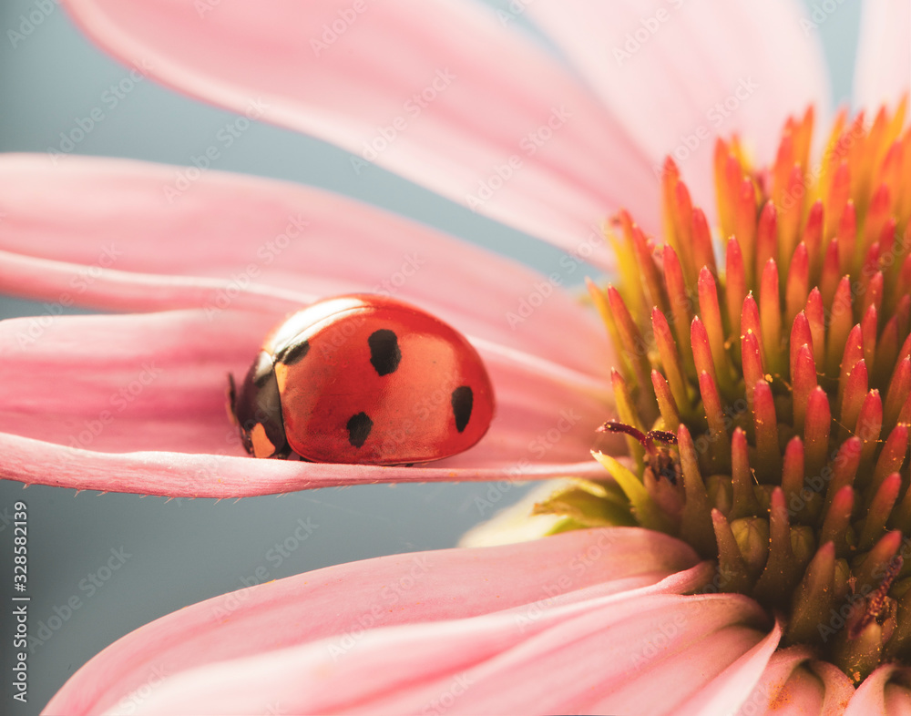red ladybug on Echinacea flower, ladybird creeps on stem of plant in ...