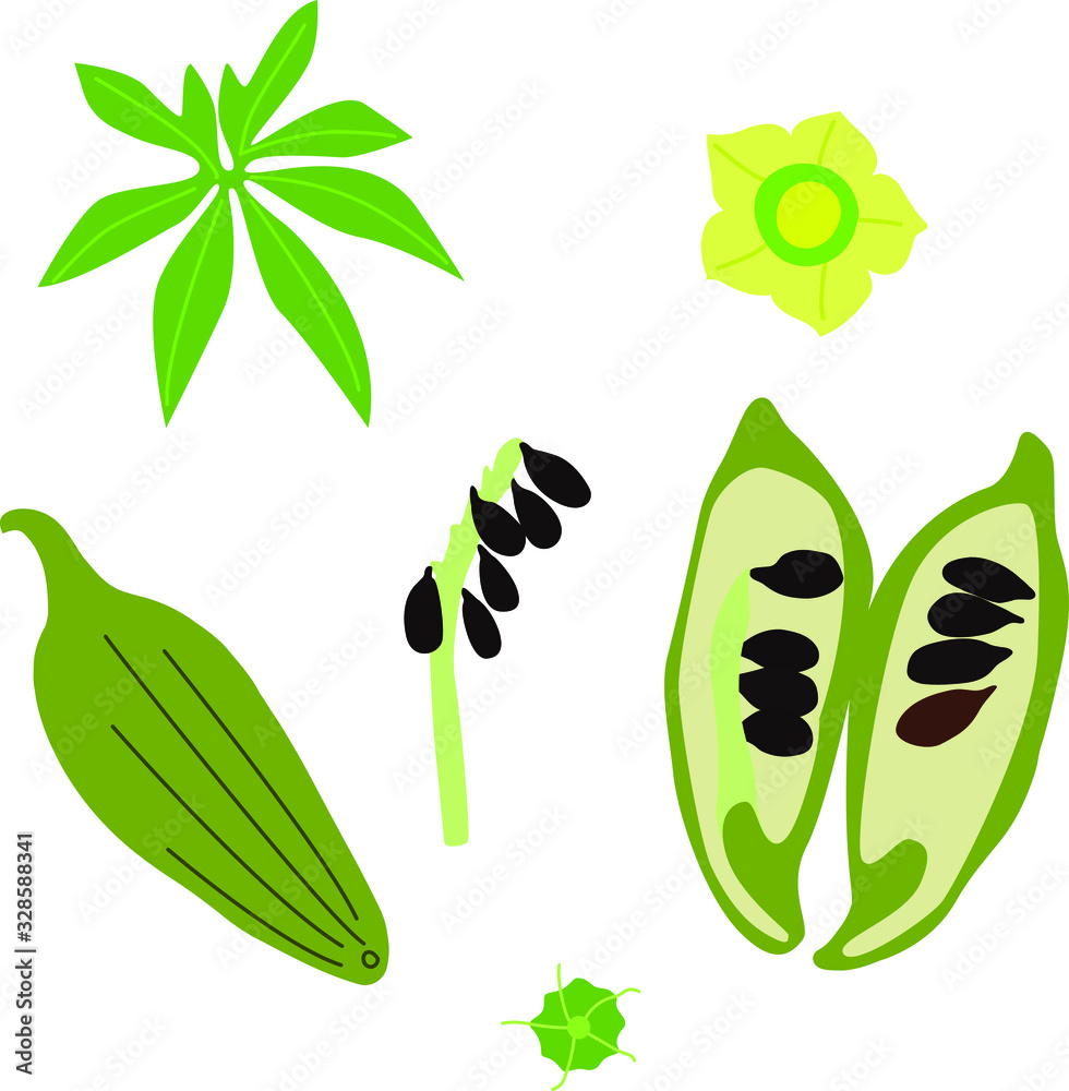 Vector illustration of tasty green achocha in cartoon flat style ...