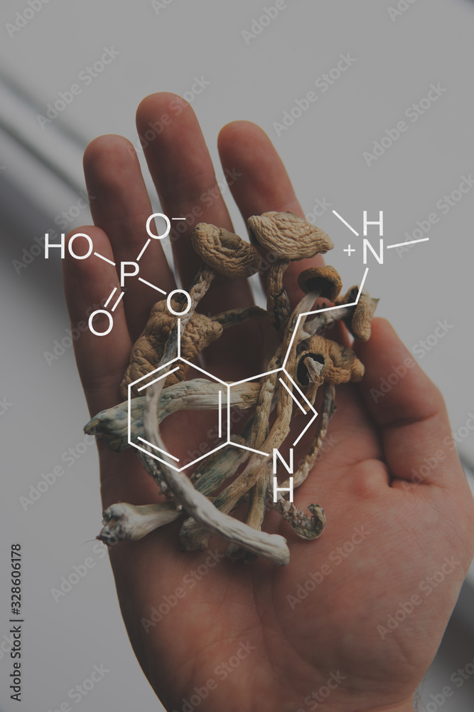 chemical formula of psilocybin on a blackboard Mushroom. Dry Psilocybe ...