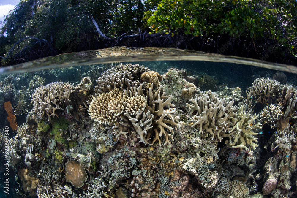 Reef-building corals thrive on the edge of a mangrove forest in Raja ...