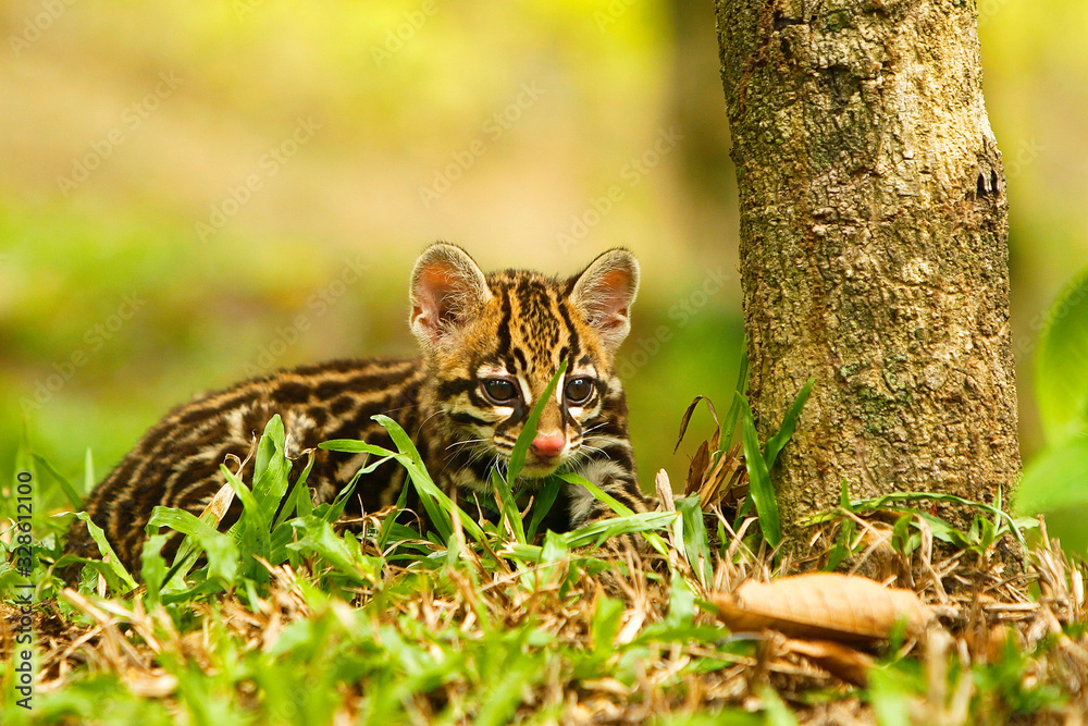 oncilla (Leopardus tigrinus), also known as the northern tiger cat ...