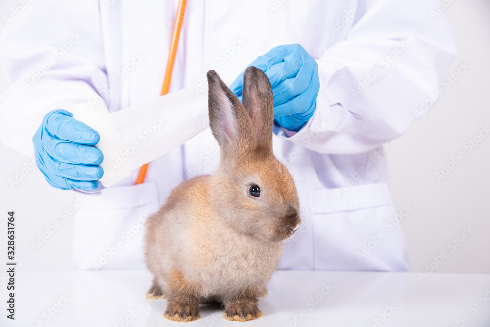 Veterinarian is preparing to put white bandage to ear of rabbit. Stock ...