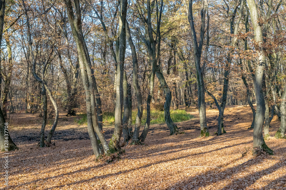 Hoia Baciu Forest - World’s Most Haunted Forest with a reputation for ...