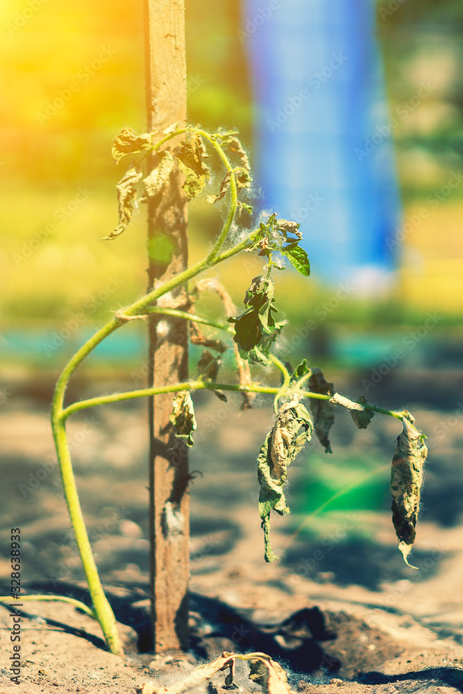 The dried bush of a tomato. The plant withered from lack of water ...