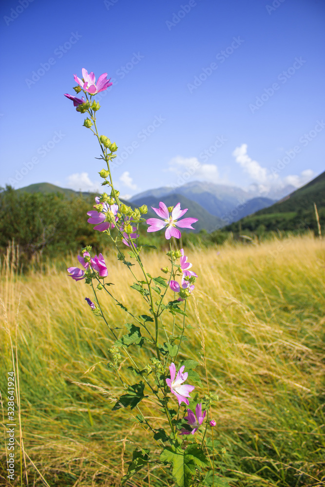 Mallow moschata species of mallow that grows in meadows and ditches of ...