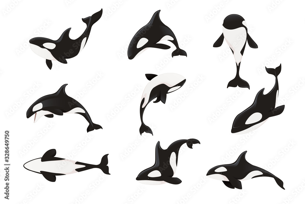Set of killer whale(Orcinus orca) cartoon animal design ocean mammal ...
