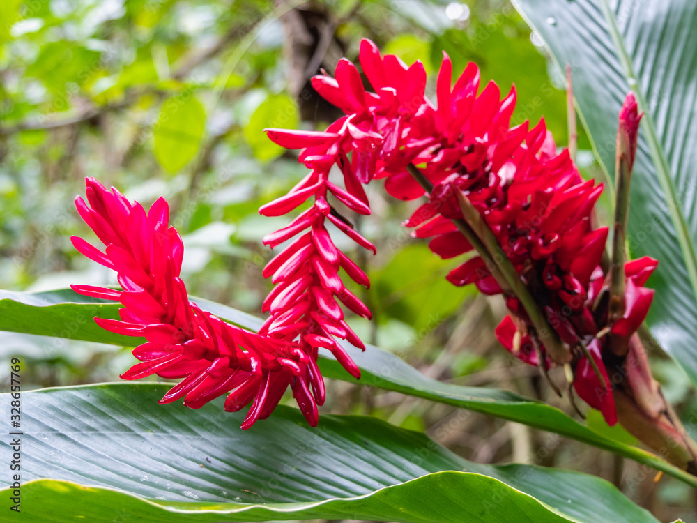 Alpinia purpurata, red ginger, also called ostrich plume and pink cone ...