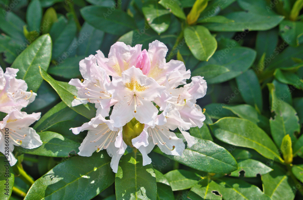 Beautiful bloom common tall Rhododendron (Rhododendron caucasicum) in ...