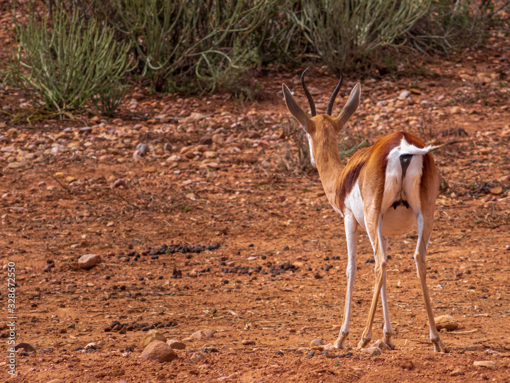Wild Animals in South Animal during dry summer phase Stock Photo ...